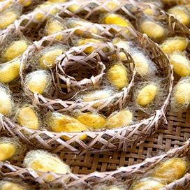 Discover the Assamese Muga Silk Saree 2025